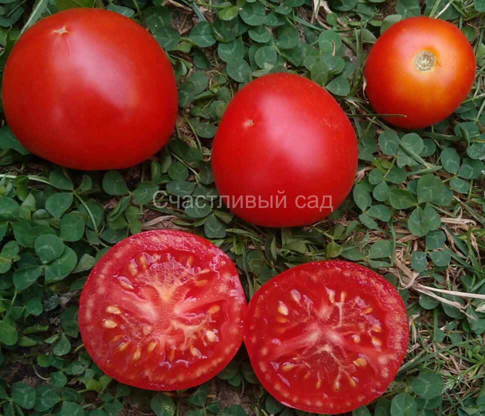 Семена томата сорта Dwarf Sarah's red tomato (Гном красный томат Сары ...